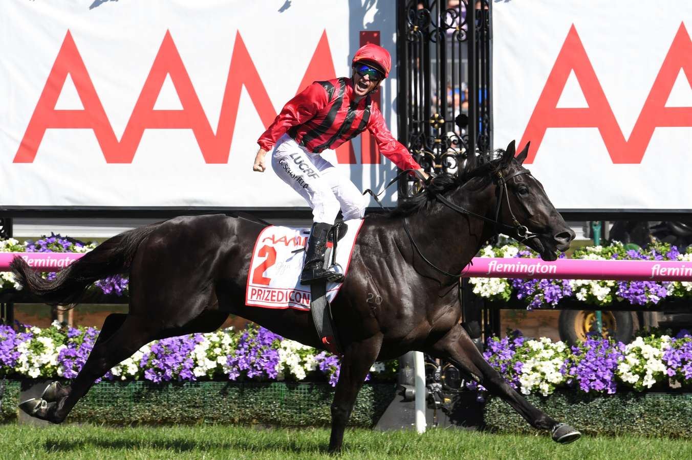 Prized Icon – Derby Winning Dark Bay Colt By More Than Ready - The Cool ...