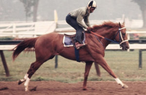 A Brief History Of Secretariat – A Legendary Race Horse